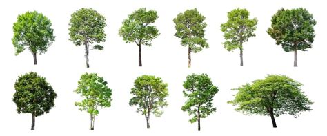 Different Types Of Trees With Pictures And Names
