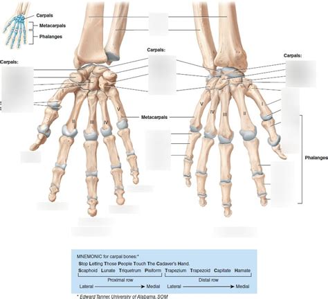 Carpals Metacarpals And Phalanges Diagram Quizlet