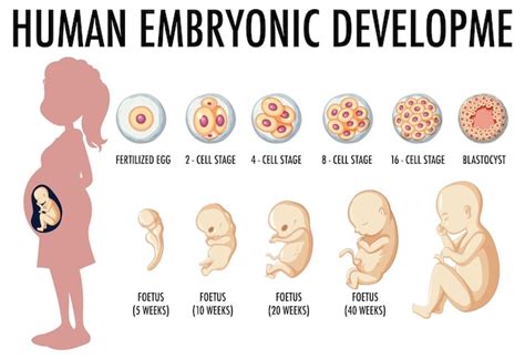Diagrama Que Muestra El Desarrollo Embrionario Humano Vector Gratis