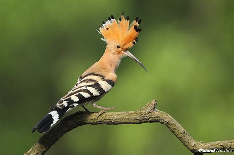 Ptaki Wiosenne Poland WildLife Kutno