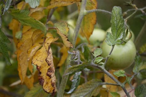Tomatera Con Hojas Amarillas Huerto En Casa
