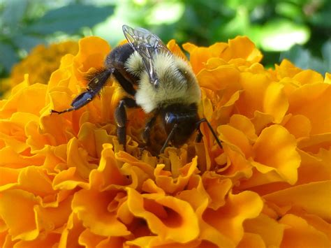 Theresa S Mixed Nuts Wordless Wednesday Bee