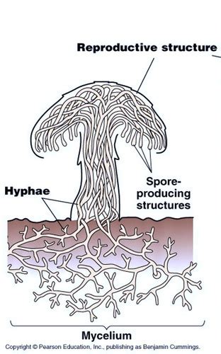 Biodiversity Fungi Flashcards Quizlet