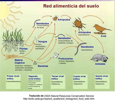 Qué es una cadena trófica y ejemplos Resumen