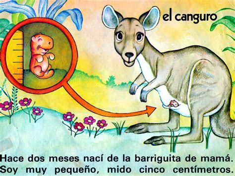 Escuela Infantil Castillo De Blanca Cuento El Canguro