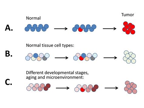 The Importance Of The Cell Of Origin To Tumor Development A Genetic