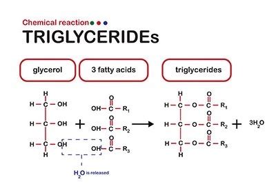 Biochemie Flashcards Quizlet