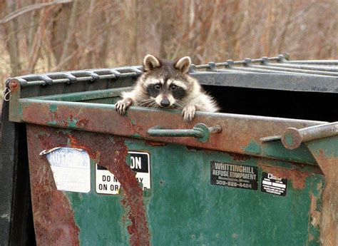 Raccoons In Trash Cans How To Get Raccoons Out Keep Them Out