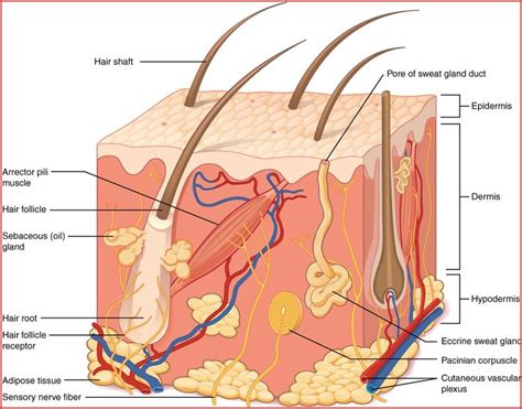Labeled Hair Follicle Diagram Labeled Hair Follicle Diagram