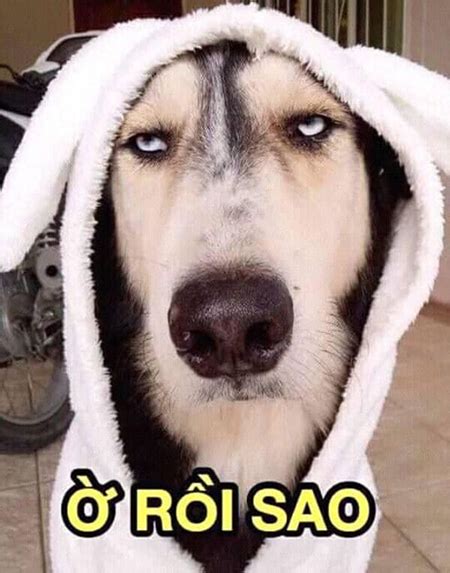 Ảnh meme cute hài hước hình vui bá đạo khó đỡ