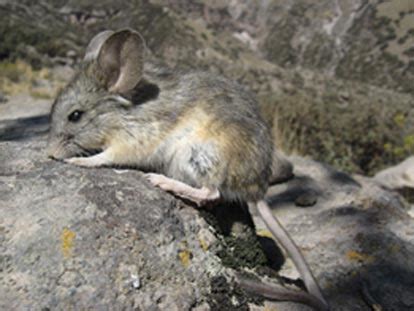Rata Chinchilla Boliviana O Pericote Boliviano