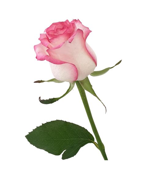 Top Rosas Png Gratis Abzlocal Mx