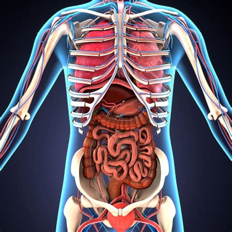Anatomía Sistémica Sist Urinario Reproductor y Endocri