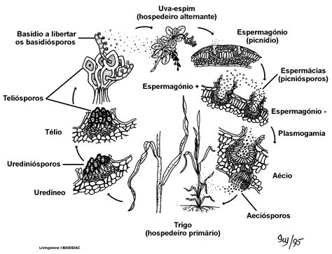 Fungos Basidiomycota Banco de Imagens da Casa das Ciências