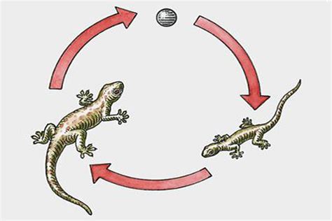 Life Cycle Of A Lizard