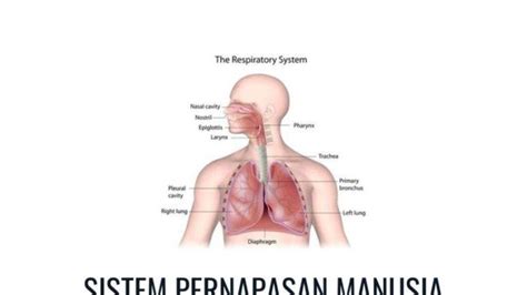 Organ Pernapasan Dan Fungsinya Materi Belajar Biologi Kelas 8 Tribun