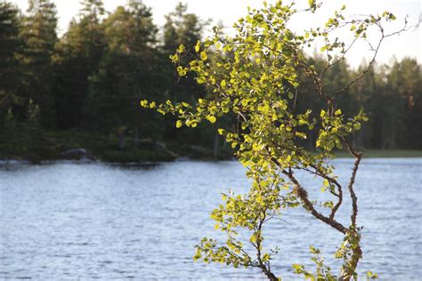Free Images Tree Nature Branch Blossom Sunlight Morning Leaf