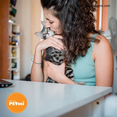 Beneficios De Tener Un Gato En Casa Revista Petmi Para Amantes De