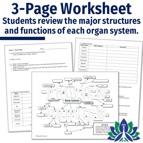 Human Body Organ Systems Worksheet Flying Colors Science Worksheets