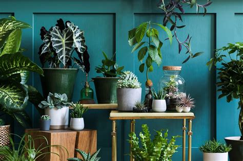 Des plantes dintérieur dépolluantes le secret pour purifier lair de