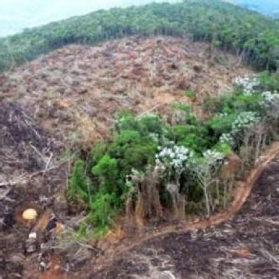 China compra soja colhida em áreas desmatadas na mata atlântica