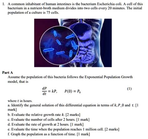 Solved A Common Inhabitant Of Human Intestines Is The Bacterium