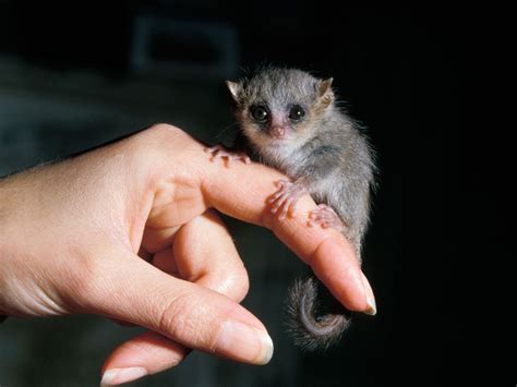 Stress Is Killing These Teeny Lemurs And The Story Is In Their Hair