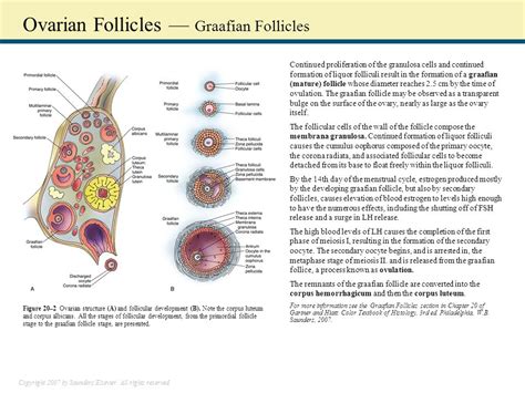 In The Mature Or Graafian Follicle Of The Ovary Telegraph