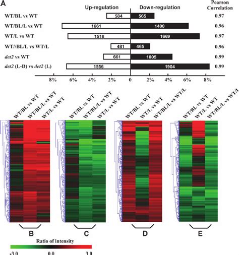 Hierarchical Clustering Display Of Differentially Expressed Genes In Wt