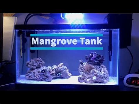 10 Gallon MANGROVE TANK Pt I Setup YouTube