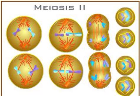 Stages Of Meiosis 1 And 2 Masteringbiology