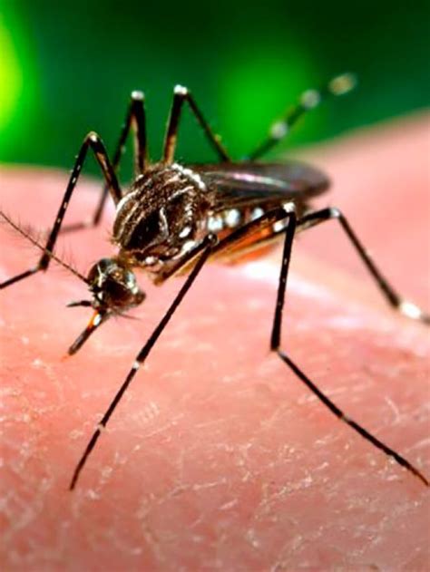 Entenda diferença entre pernilongo e mosquito da dengue Fusne