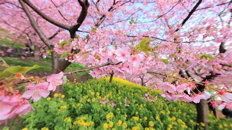 Fond d écran printemps Floraison arbre fleurs 1920x1080