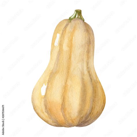 Squash Clipart Clip Art Library Clip Art Library