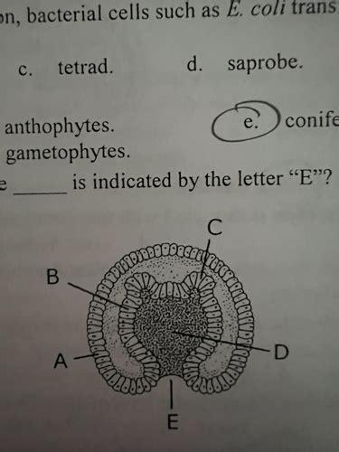 Biology Final Exam Review 101 200 Flashcards Quizlet