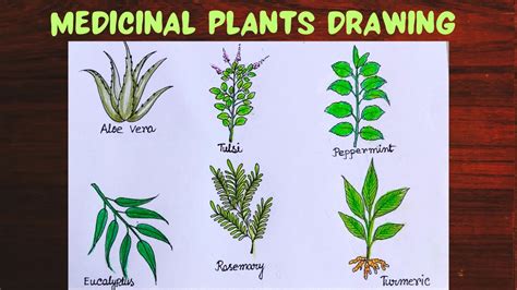 Medicinal Plants And Their Uses 20 Ayurvedic Plants Names