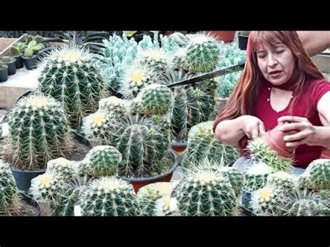 Reproducci N De Cactus Asiento De Suegra Youtube