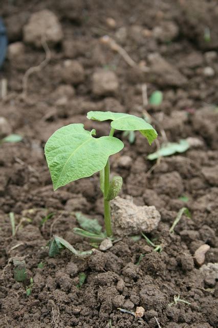 Semer Des Haricots Verts Quand Comment Faire Ses Semis De Haricot