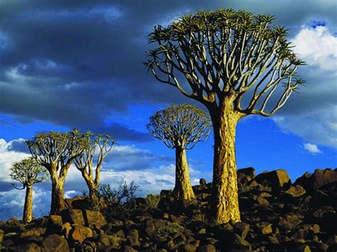 Richtersveld Cultural And Botanical Landscape World Heritage Site