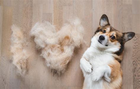 Por Qué Mi Cachorro Pierde El Pelo