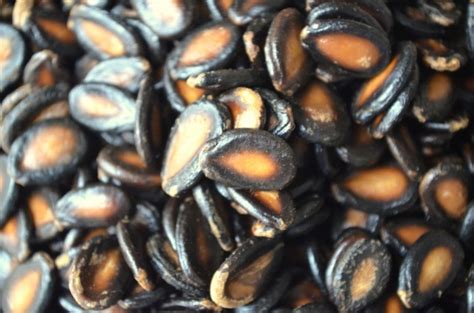 How To Save Watermelon Seeds Efficiently Mystargarden