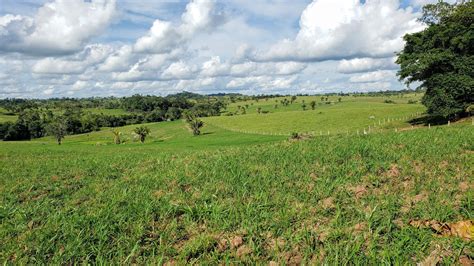 Como identificar e recuperar pastagens degradadas Domínio Rural
