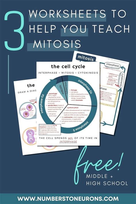 Three Worksheets To Help You Teach Mitosis