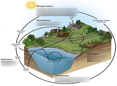 APES Ecosystem Ecology Diagram Quizlet