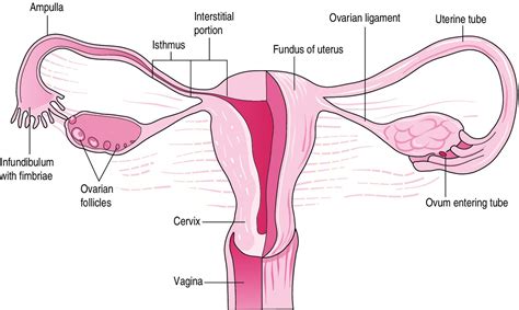 Diagram Of Uterus Ovaries And Fallopian Tubes