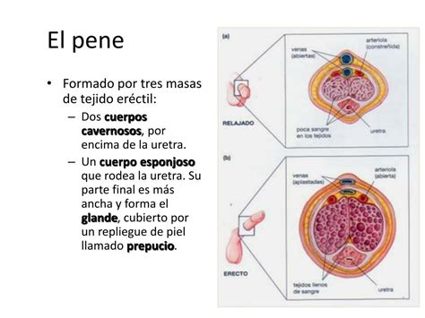 Ppt AnatomÍa Y FisiologÍa Del Aparato Reproductor Powerpoint Presentation Id4580750