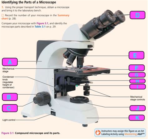 The Microscope Flashcards Quizlet