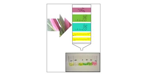 Photosynthetic Pigments Chromatography