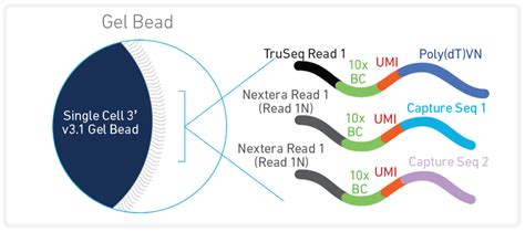 X Genomics Guide To Getting Started Gene Expression Center Uw