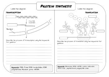 Protein Synthesis Diagram Labeled